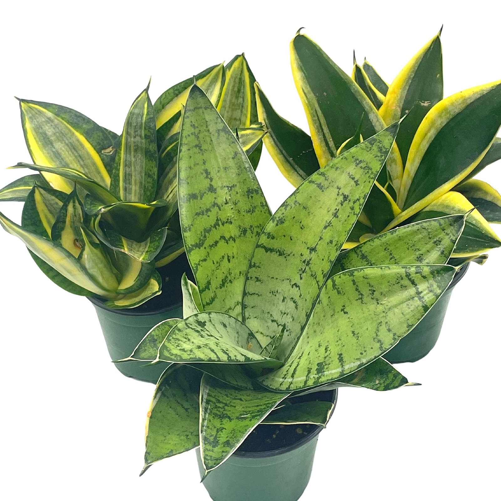 Sansevieria Trifasciata Rosette-Shaped Variety Bundle, Set of 3 in 4 ...