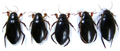 Dytiscidae. Dytiscus dimidiatus. 5pcs. N Ukraine. | eBay