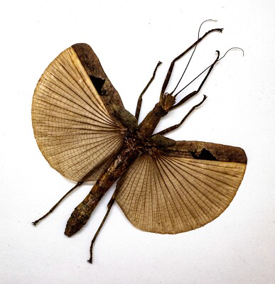 Phasmidae -Stick Insects -Loxiopsis seowi - Cameron Highlands- Malaysia ...