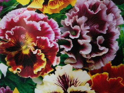 RUSSIAN ROCOCO CAN CAN PANSY SEEDS UNIQUE UNUSUAL SUPER FRILLED FLOWERS ...