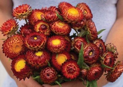 100+ Strawflower Copper Red seeds | eBay