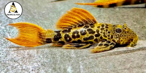 Pack Of 5 L600/ Leopard Cactus Pleco- High Quality Pleco- Size4 Cm + (1.4 Inch) | eBay