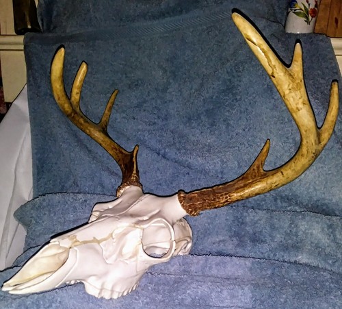 Mountain Mike's Reproductions Minnesota White Tail Deer Skull Masters 8 ...