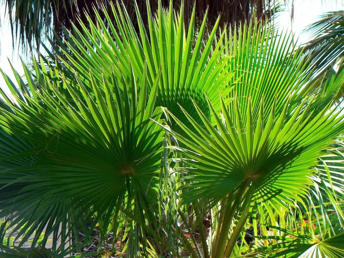 Fan Leaf Palm Trees