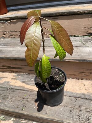 Mangifera indica; Mango Seedling | eBay