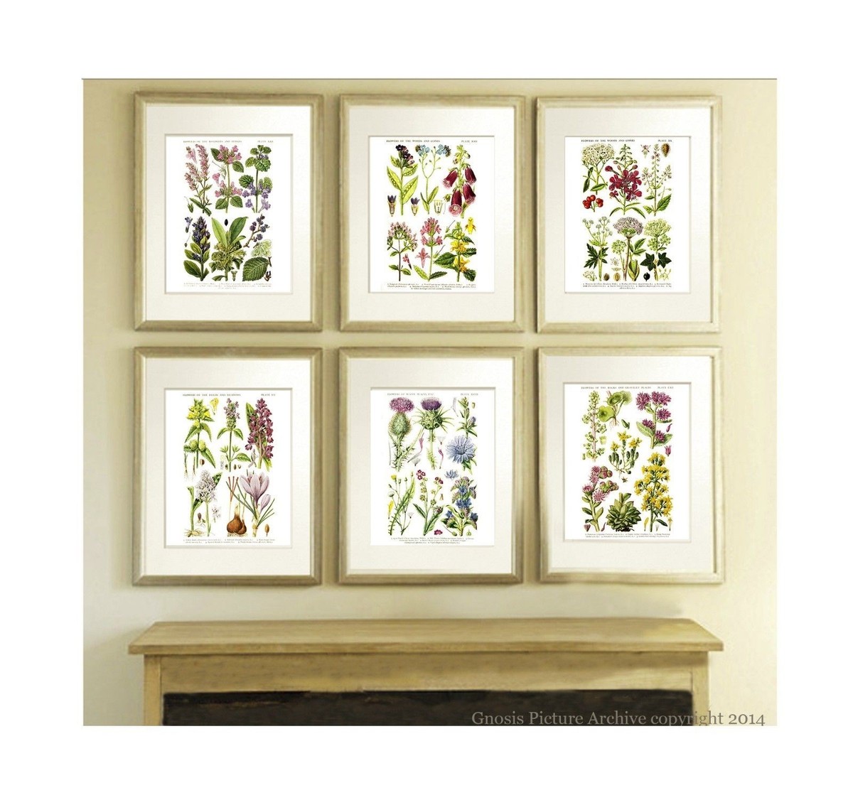 English Botanical Prints 15 Antique Botanical Studies – Natalia