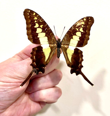 Insect Butterfly Moth Papilionidae Graphium gudenusi-Rare Female 1! | eBay
