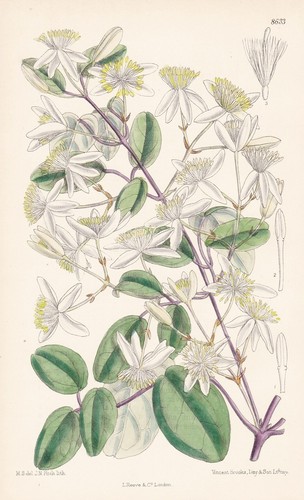 Clematis uncinata China Blume flower Botanik Lithographie Curtis 8633 ...