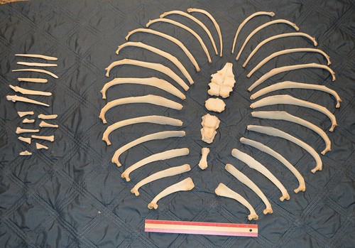 Complete set of domestic sheep ribs & sternum taxidermy skull skeleton ...