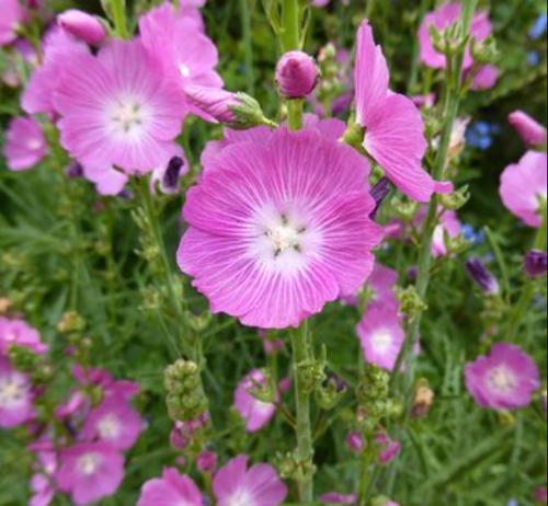 50 Seeds PINK CHECKERMALLOW Sidalcea Hendersonii Henderson's ...