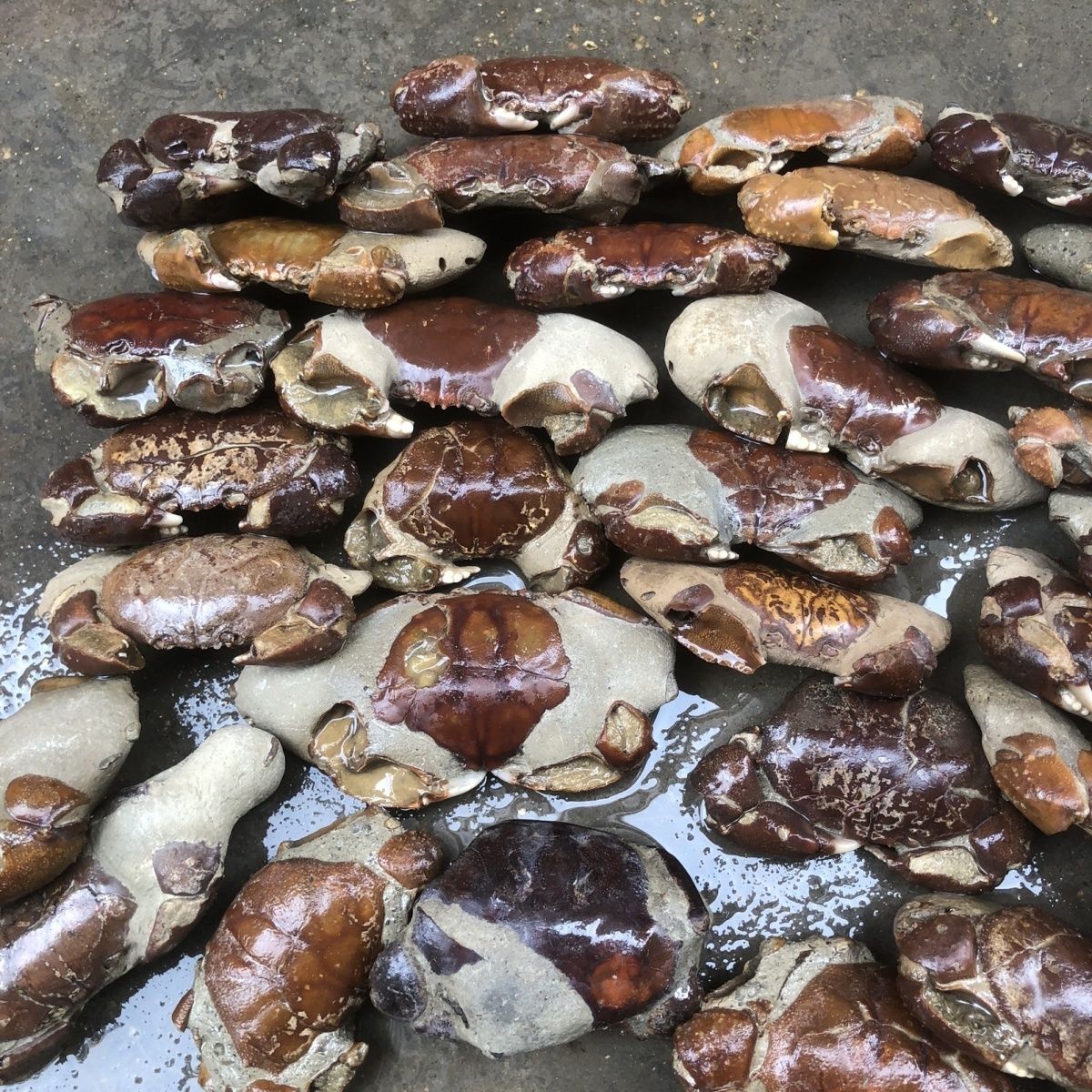 1PC Dinosaur Period Crab Fossil Paleontological Fossil Specimen | eBay