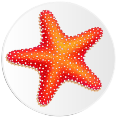 Starfish - Circle Sticker Decal 3 Inch - Sea Ocean Creature Star Fish ...