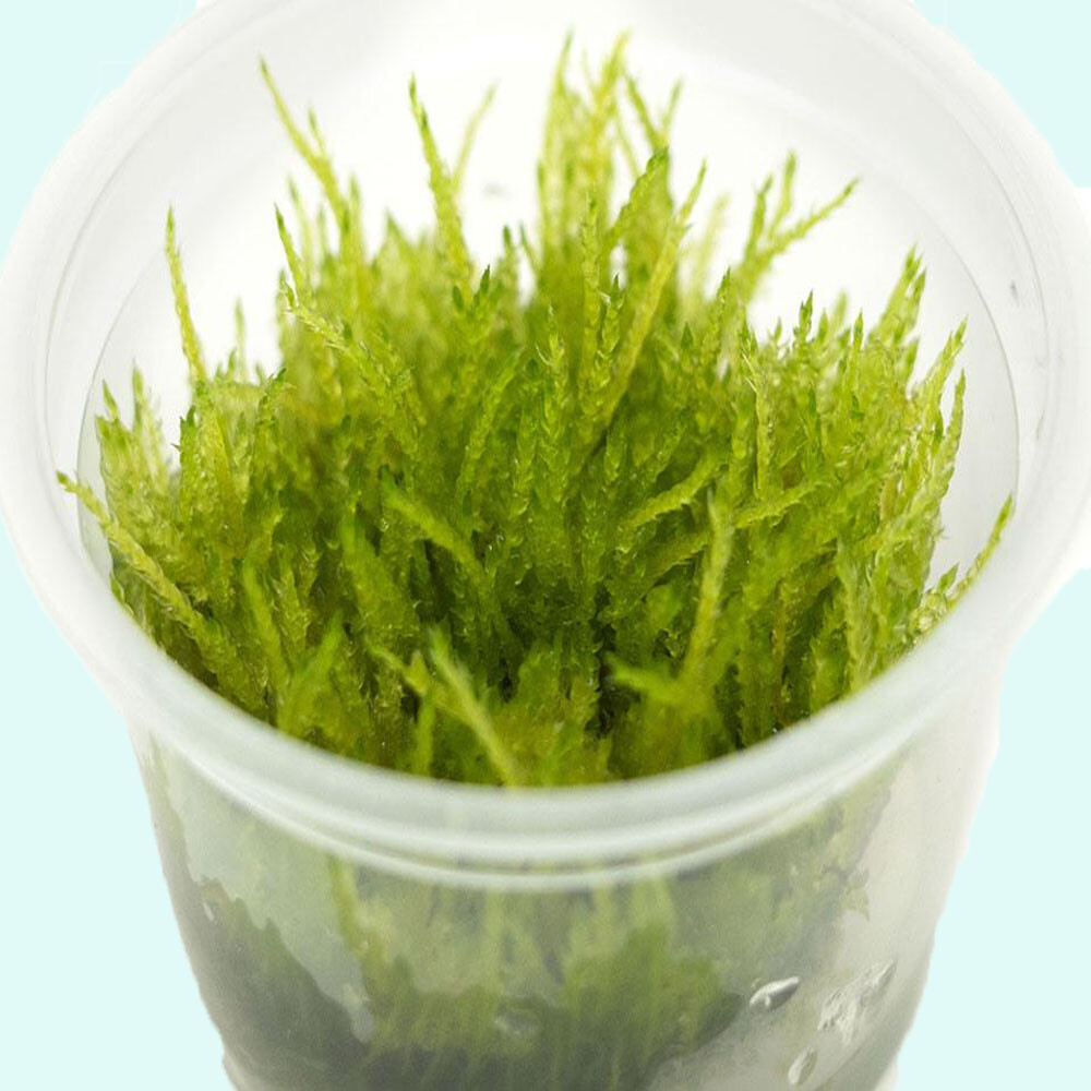 BUY 2 GET 1 FREE Weeping Moss Vesicularia Ferriei Live Aquarium Plants ...
