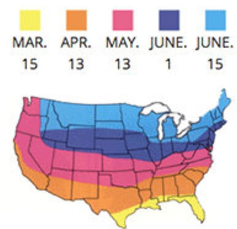 2ct Caladium Red Ruffles Bulbs | eBay