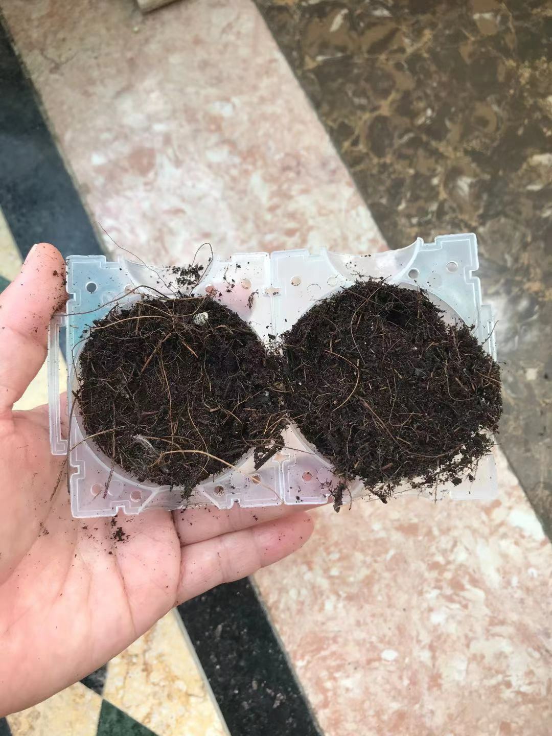 10Pcs Visible Plant Flower Root Graft Balls Clear High Pressure ...