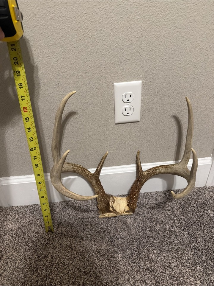 8 Point Whitetail Deer Antler Southeast USA Rack Horn Skull Plate Decor ...