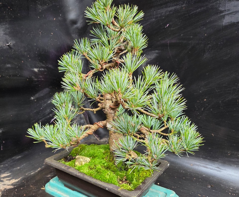 Bonsai Japanese White pine - Kinpo | eBay