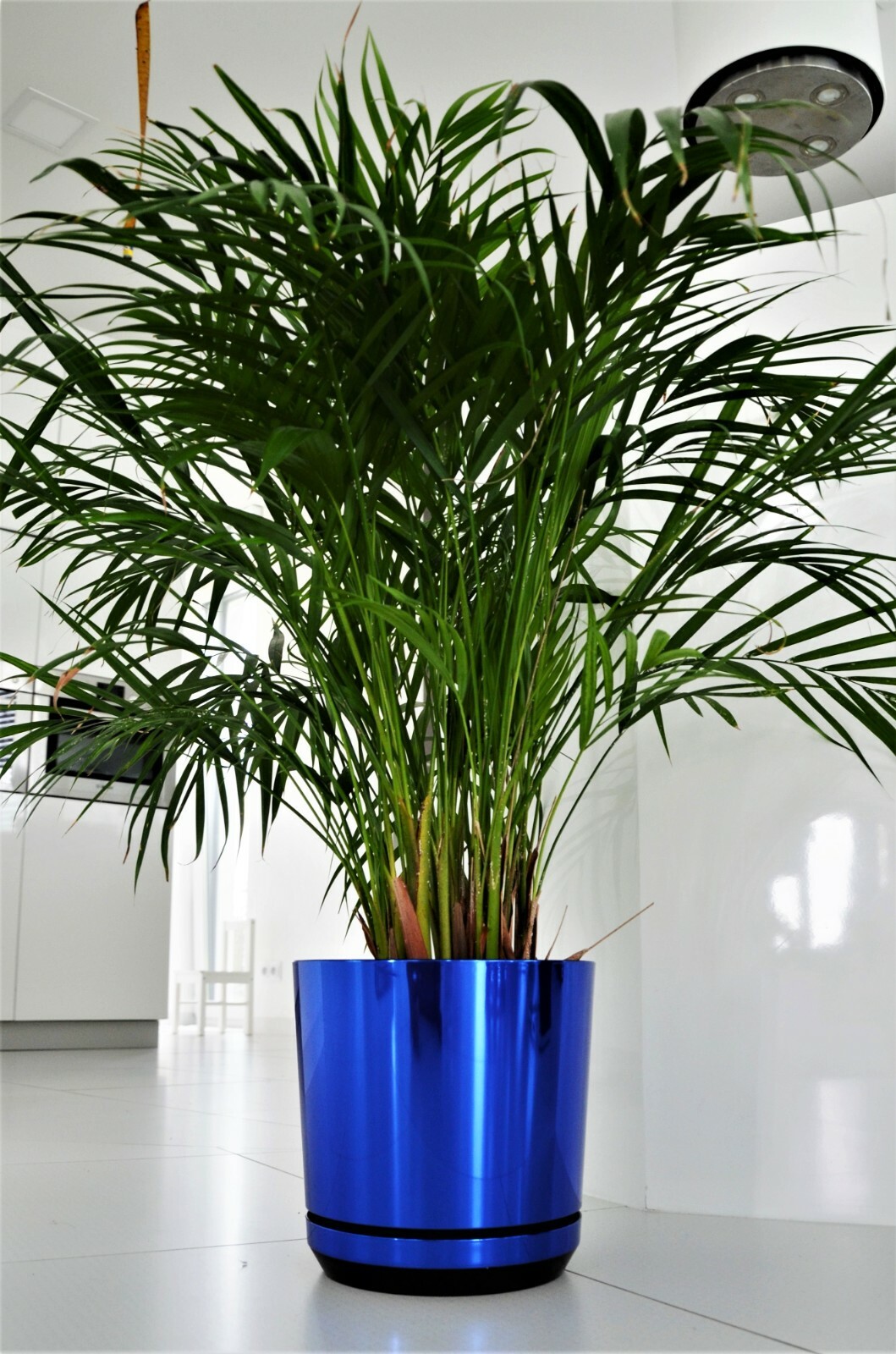 Blue Indoor Plant Pots with Saucers and Drainage Holes Plastic ...