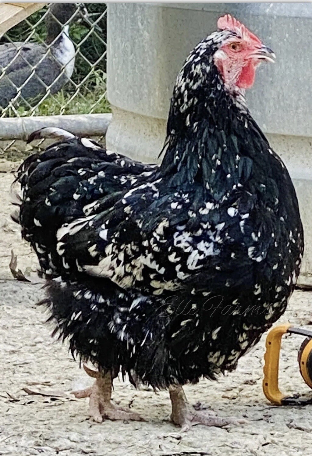 6+ ENGLISH ORPINGTON Variety HATCHING Eggs Mottled, Laced, Penciled ...