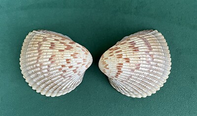 (2) Scallop Shells Sanibel Island, Florida ~ Excellent Condition ~ 4" x ...
