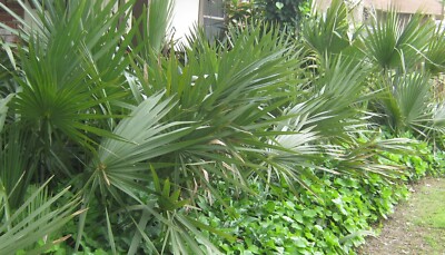 Sabal minor palm 100 seeds drawf palmetto McCurtain county Oklahoma 2024 zone 7 | eBay