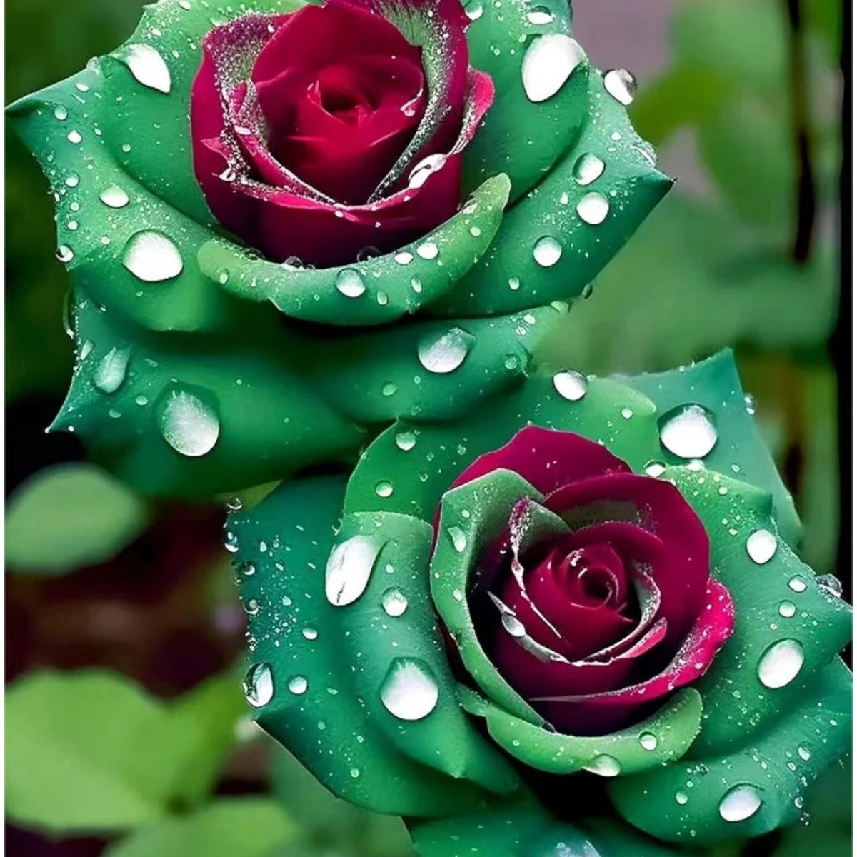 Beautiful Green Roses