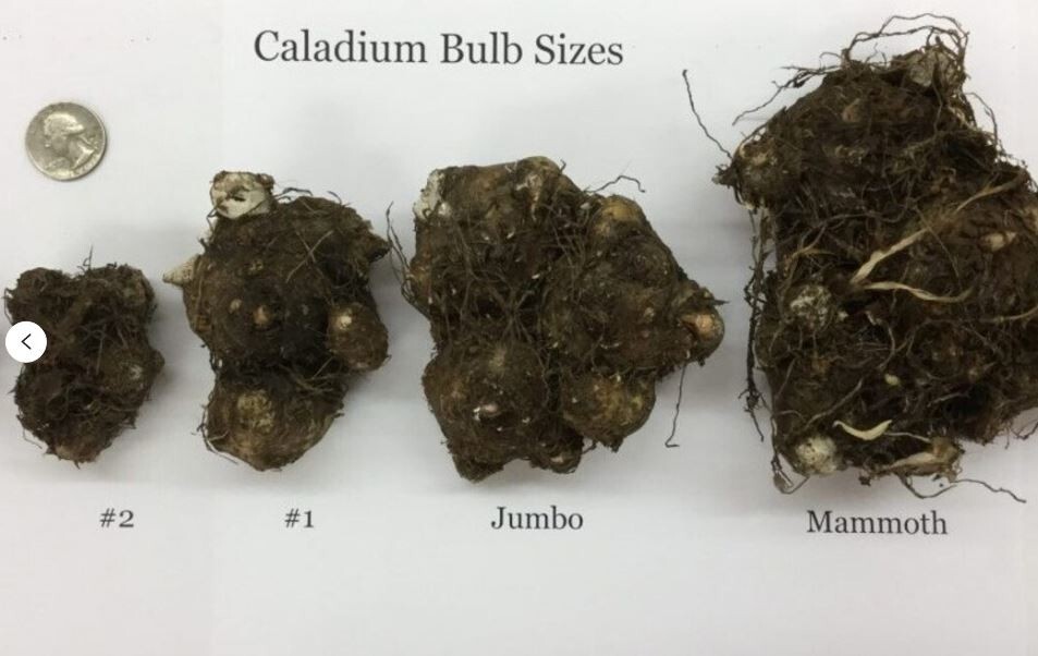 2ct Caladium Red Ruffles Bulbs | eBay