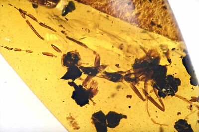 Extinct Sphecomyrma Ant, Fossil inclusion in Burmese Amber | eBay