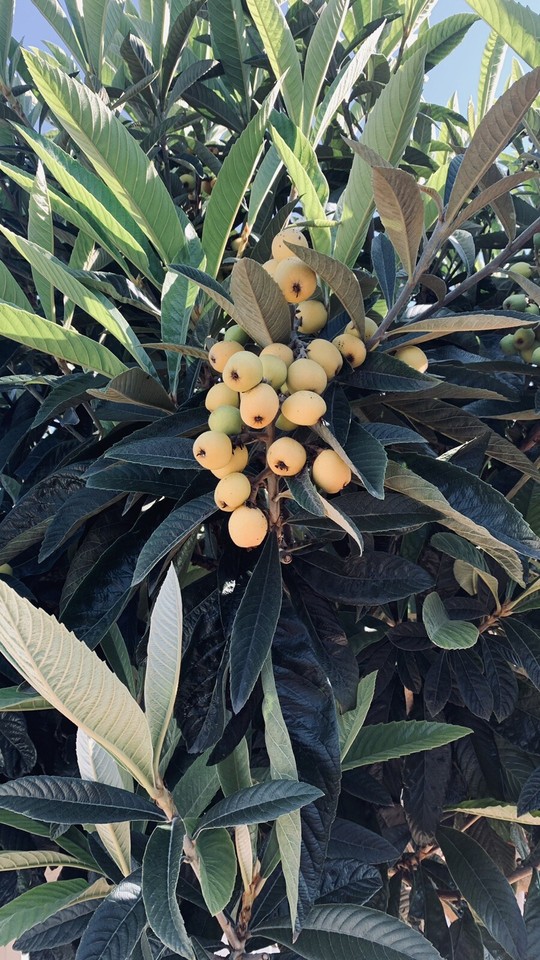 10 Loquat Seeds Japanese Plum Eriobotrya Japonica Organic Fresh 2024 | eBay