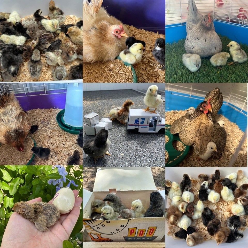 12+ NPIP & AI Clean, Pure Serama Hatching Eggs - Traditional and ...