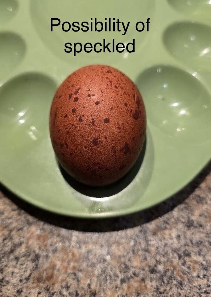 6+ FRENCH BLACK COPPER MARANS Rare Hatching Eggs Chocolate Eggs Nice Roosters | eBay