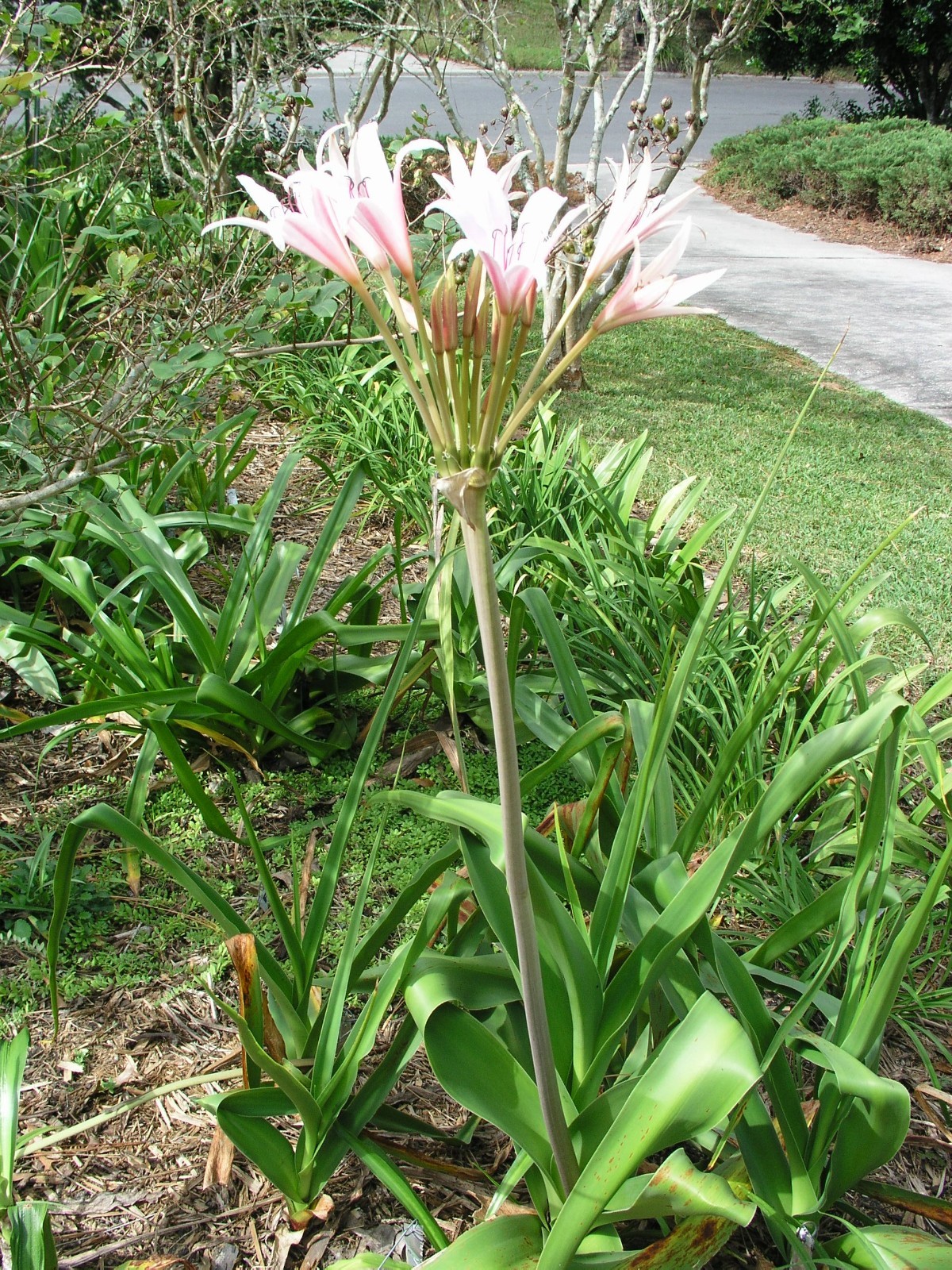 Crinum Lily, eboraci, Twelve Apostles, jumbo, blooming-size bulb, NEW ...