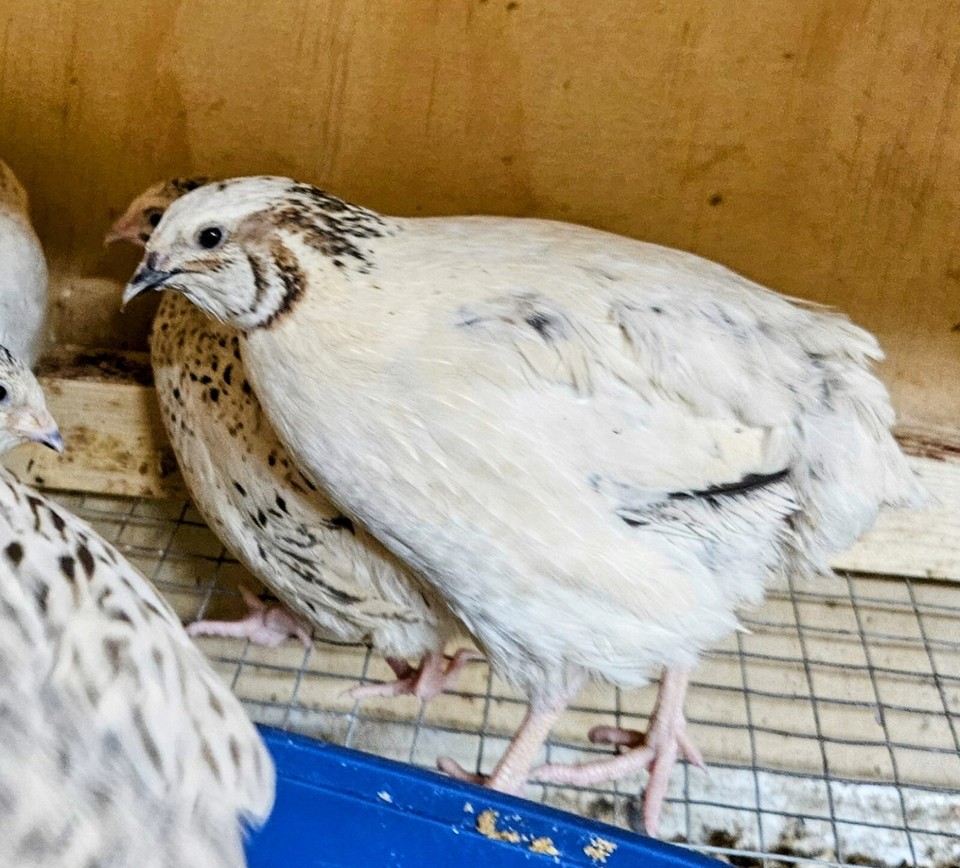 Quail Coturnix- 12 + Rarer Pearl Quail Hatching Eggs | eBay