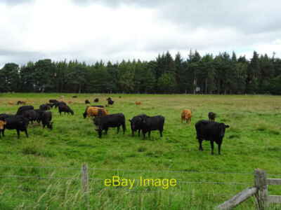 Photo 6x4 Cattle off Hawkswell Lane East Hauxwell Towards Gandale Wood ...