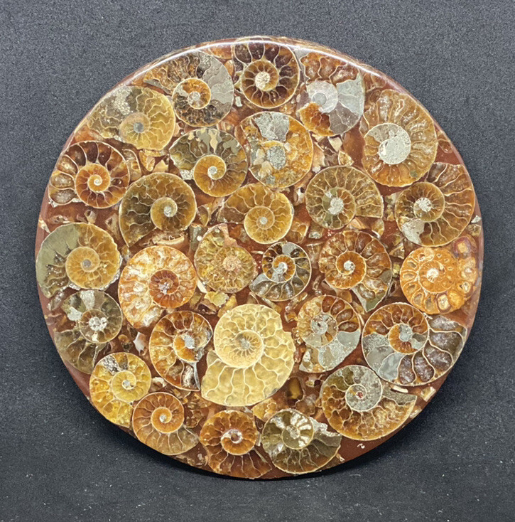 Large Fossil Disc With Natural Conch 416 Million Year Old Crystal ...