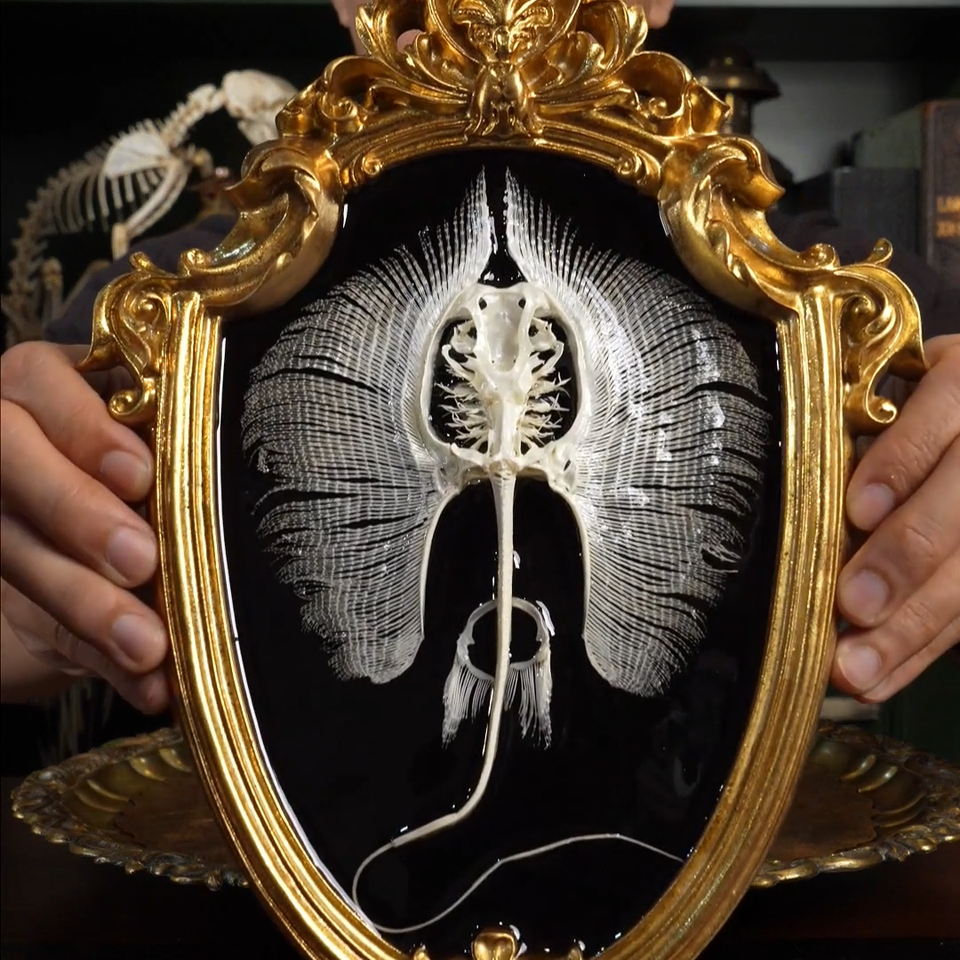 Real Stingray Skeleton, taxidermy, Fish taxidermy, Stingray Barbs ...