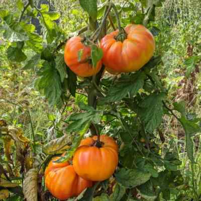 Old German Tomato Seeds, NON-GMO, Heirloom, Multicolor Beefsteak, FREE ...