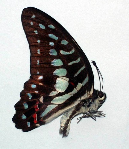 GRAPHIUM MEYERI MEYERI - unmounted butterfly | eBay