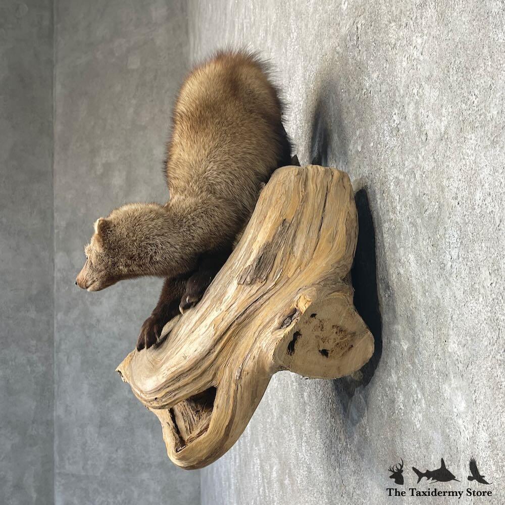 #27665 WC | Fisher Life-Size Taxidermy Mount - Marten | eBay