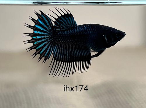 LiVe BeTtA FisH **OrChiD CrownTaiL ** {Imported FeMale} ~ (ihx174) | eBay
