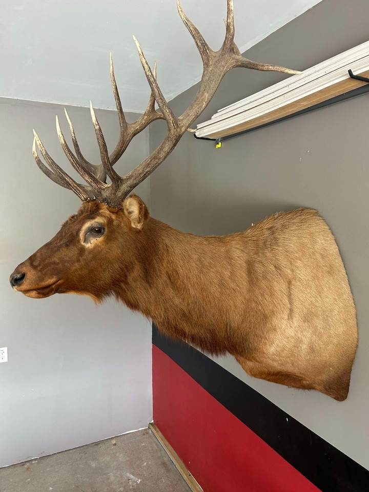Shoulder Mounted 15Pt. Elk | eBay