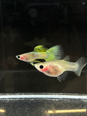 1 TRIO LIVE GUPPY FISH GLASS BELLY PINKU USA SELLER - 1 MALE 2 FEMALE ...