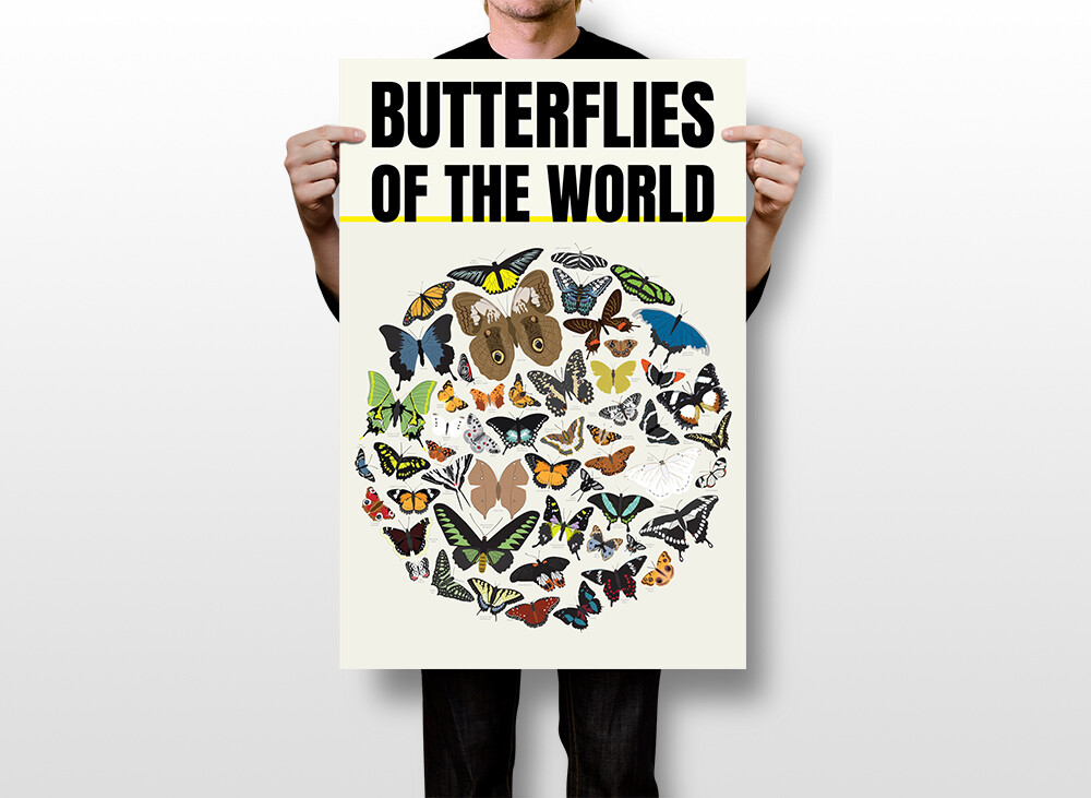 Butterflies Of The World Chart Small Butterfly Cut Outs (teacher Made)