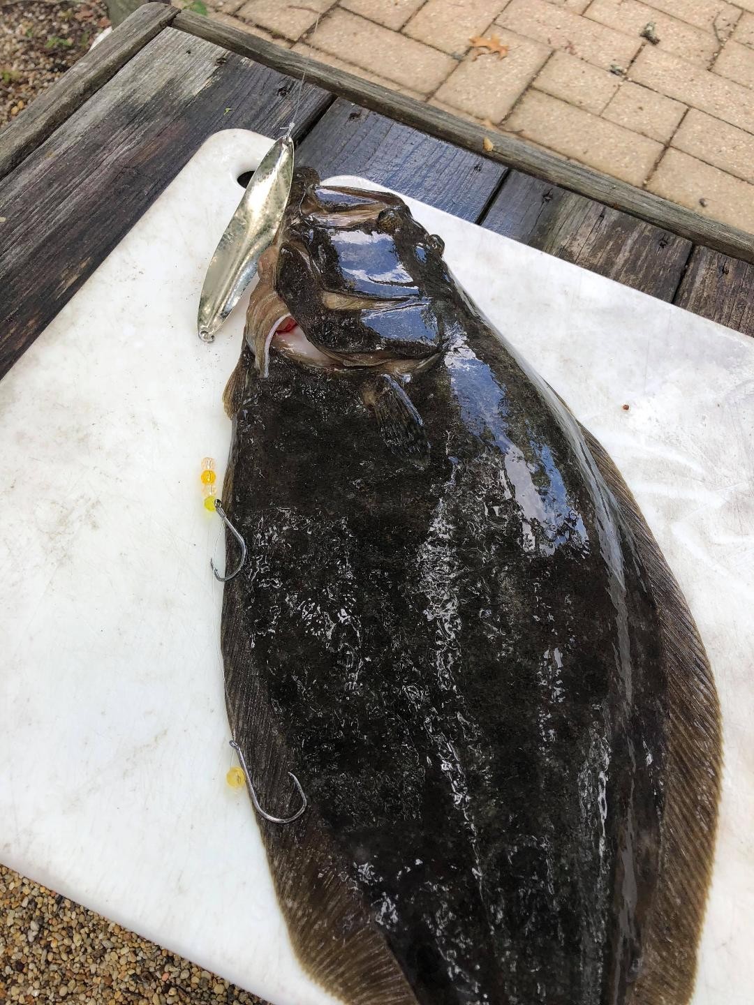 DOORMAT FLUTTERING FLOUNDER (FLUKE) KILLER RIG (2) - HAMMERED SPOON | eBay