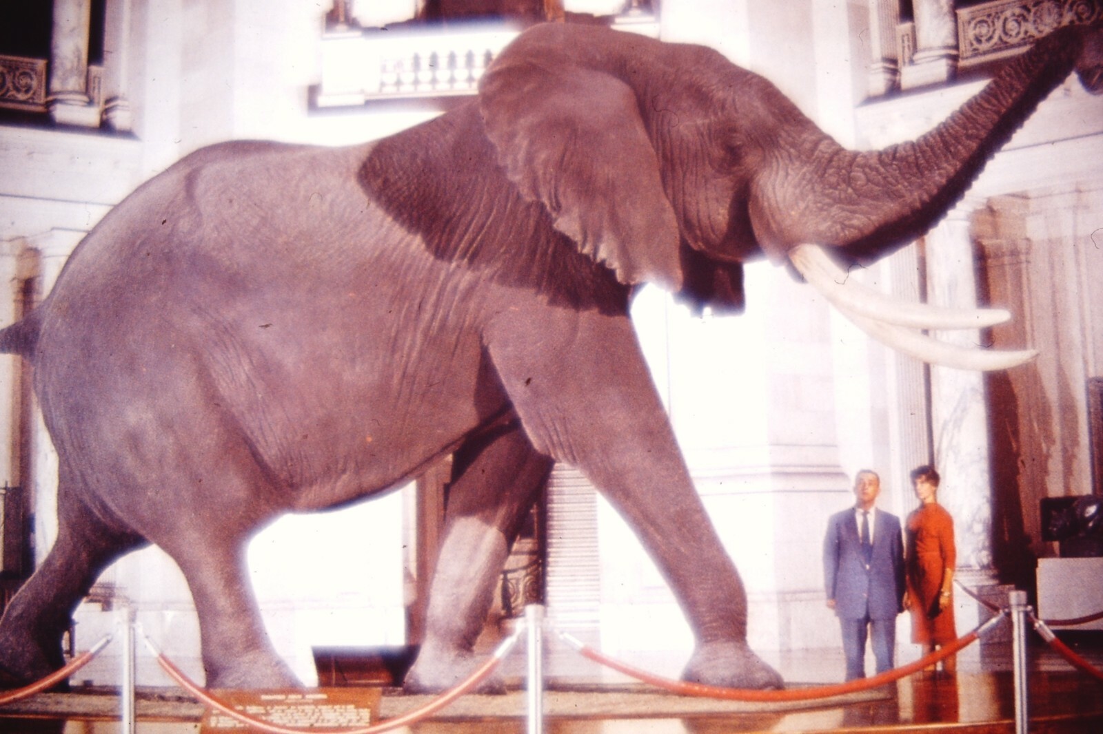 VTG 35mm Color Photo Slide 1971 Smithsonian Museum African Bush ...