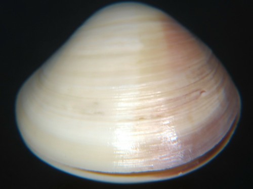 PITAR CITRINUS: RARELY OFFERED HUGE VENERID BIVALVE @ 35.56MM! LOOK ...