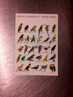 OISEAUX TROPICAUX TROPICAL BIRDS carte postale postcard | eBay