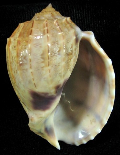HARPA CRENATA seashell PANAMA 76 mm ! AWESOME !!! | eBay