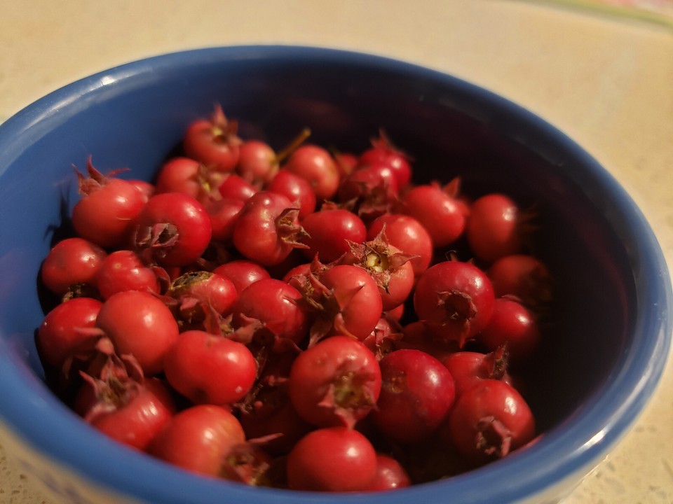 Serviceberry | 15 Seeds | Amelanchier Arborea | Juneberry | Florida ...