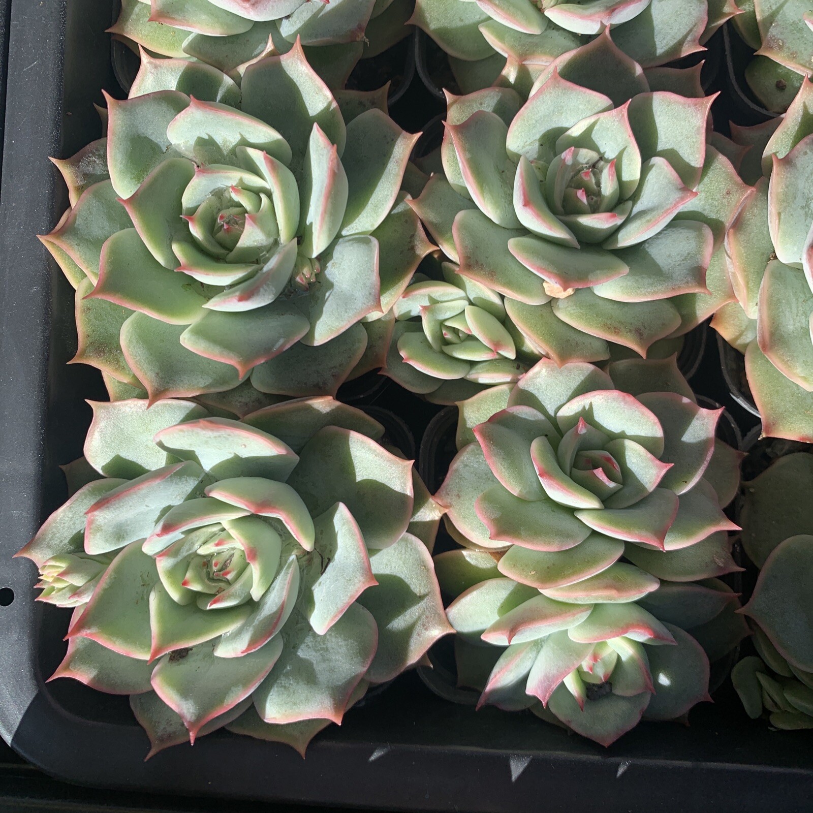 Echeveria Pink Tips 粉色提示 - Succulents Delight plant | eBay Australia